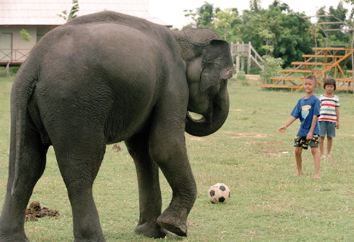 Richard Sobol's Book: Elephant in the Backyard