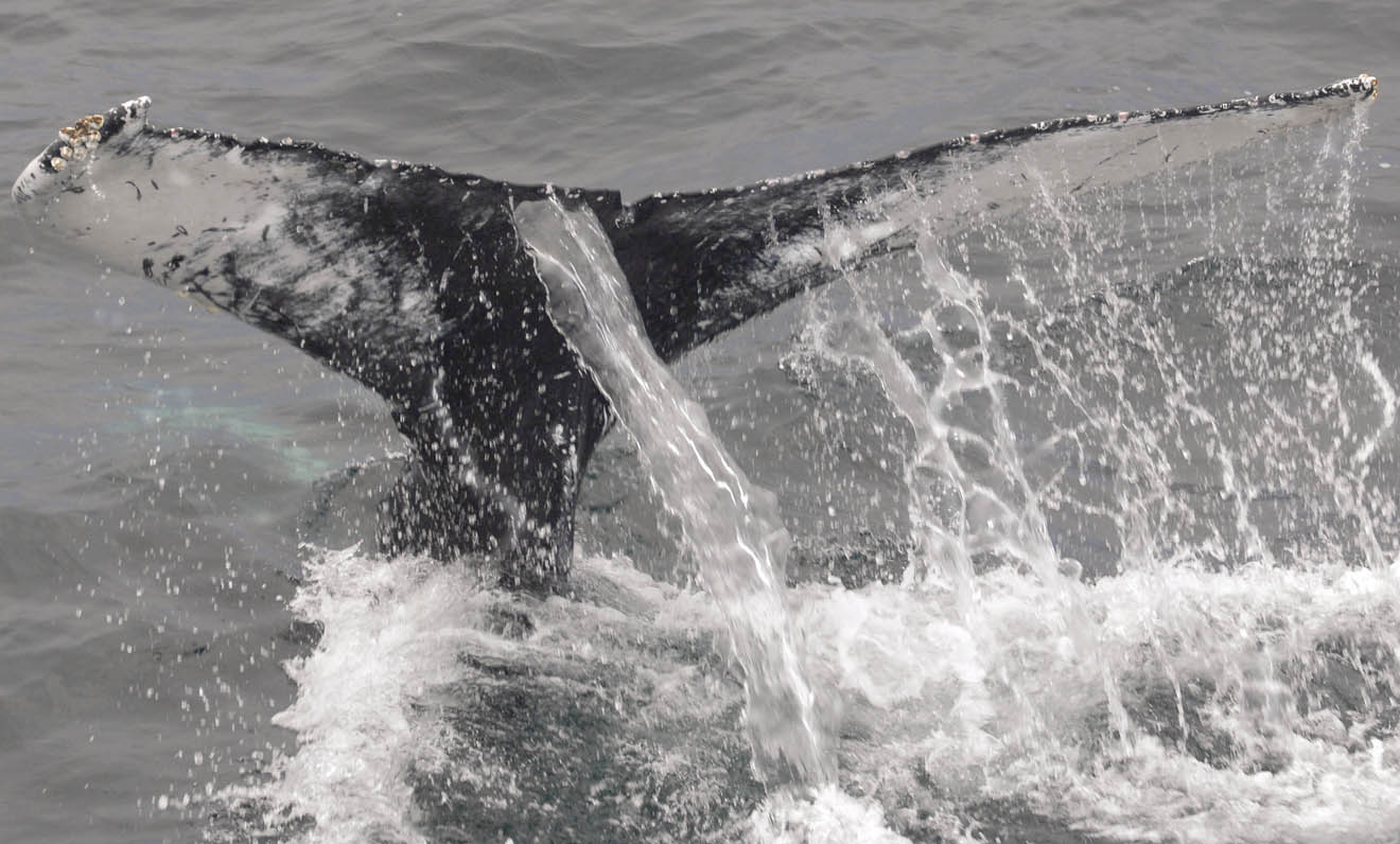 Richard Sobol's story of a humpback whale named Salt