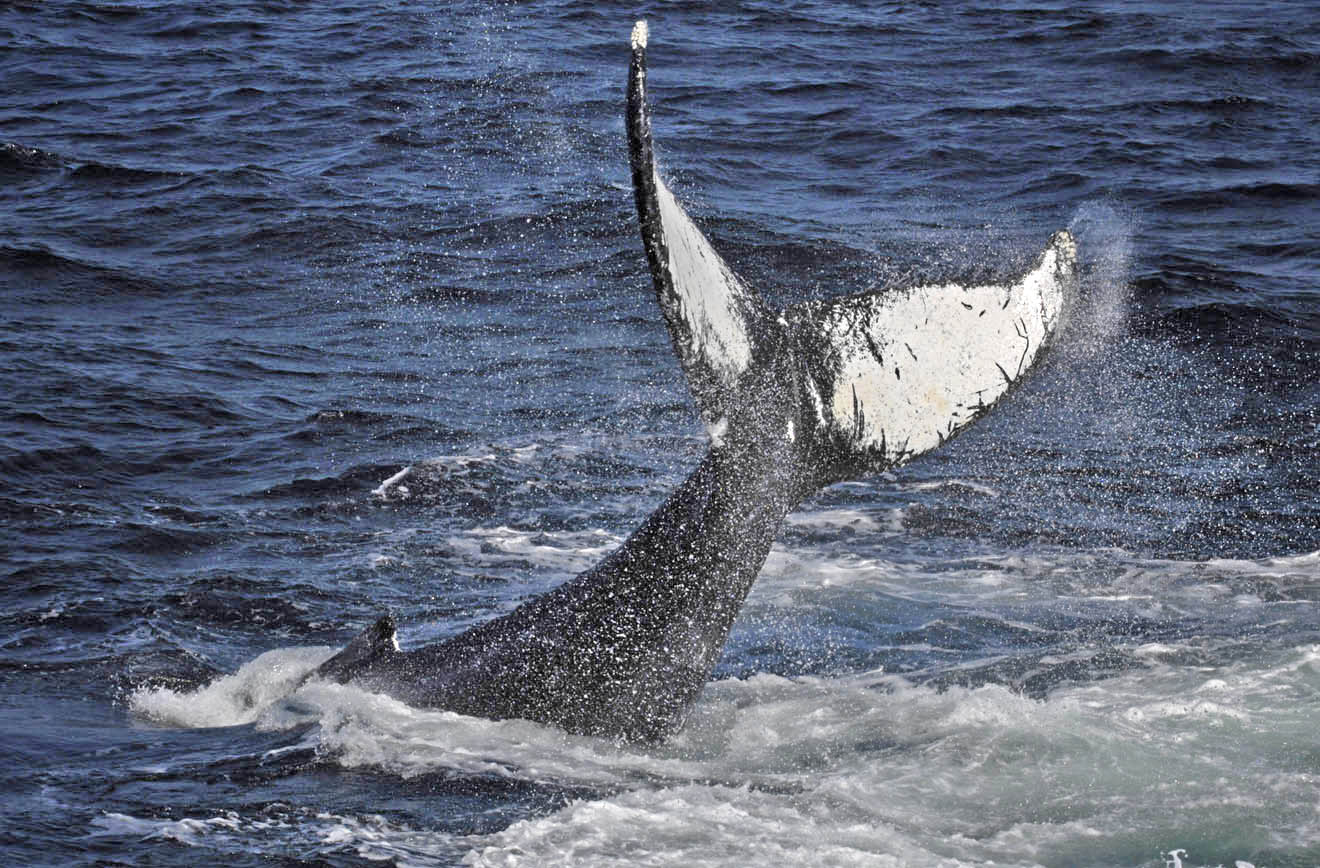 Richard Sobol's story of a humpback whale named Salt