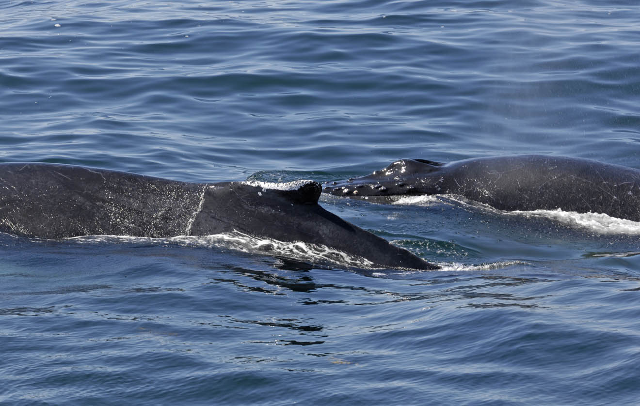 Richard Sobol's story of a humpback whale named Salt